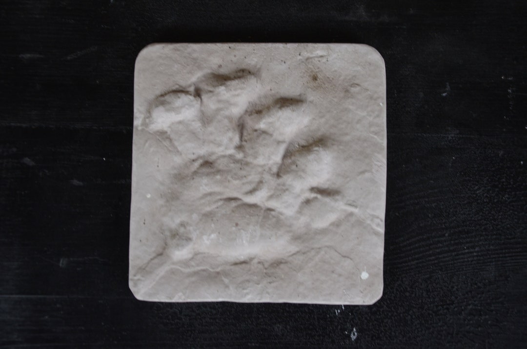 Flower Fossil, Vintage Plaster Cast, Paleontology: Original 1920s ...