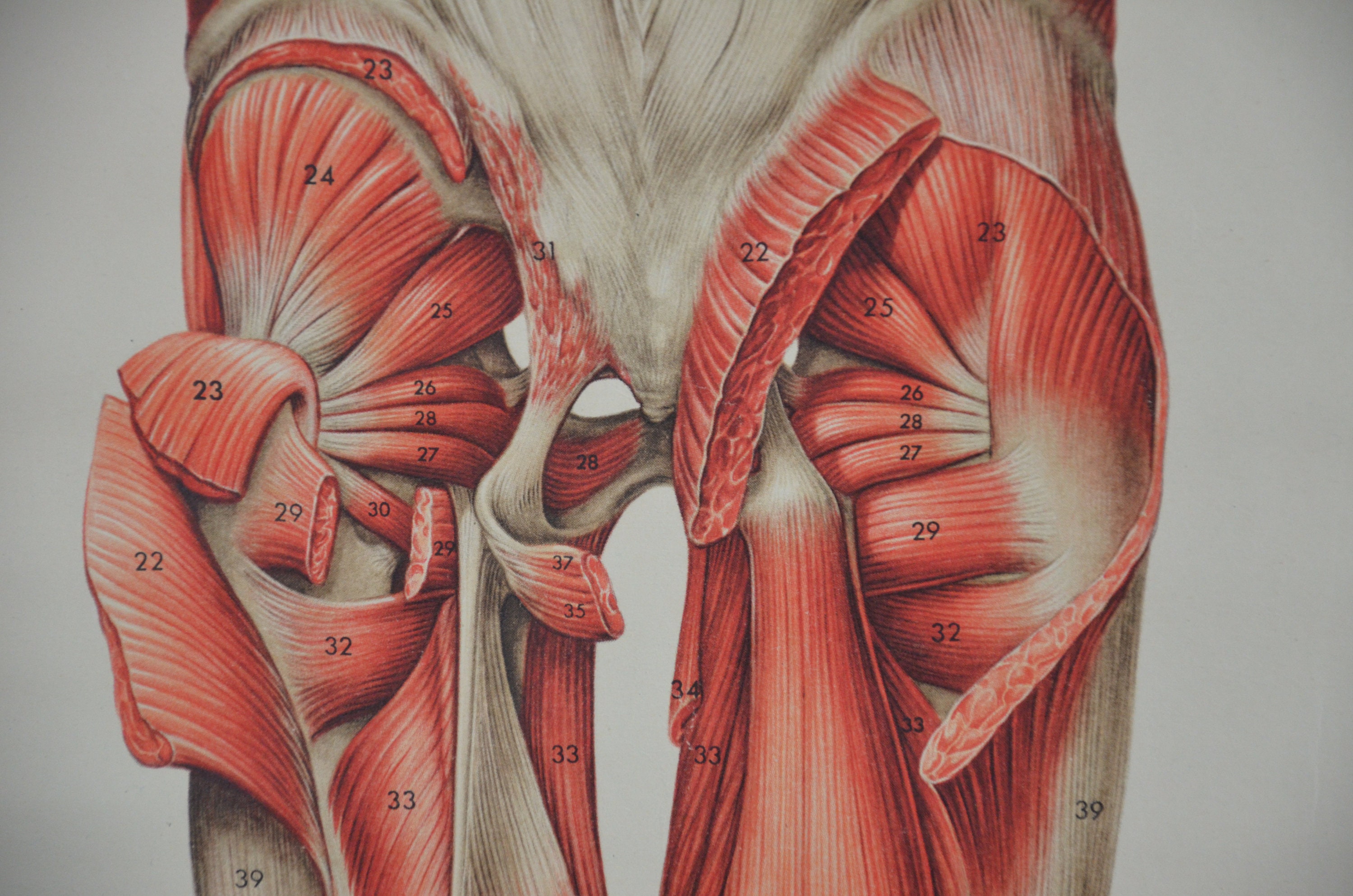 Ecorché Muscles Anatomy: Original Vintage 1950s German - Etsy
