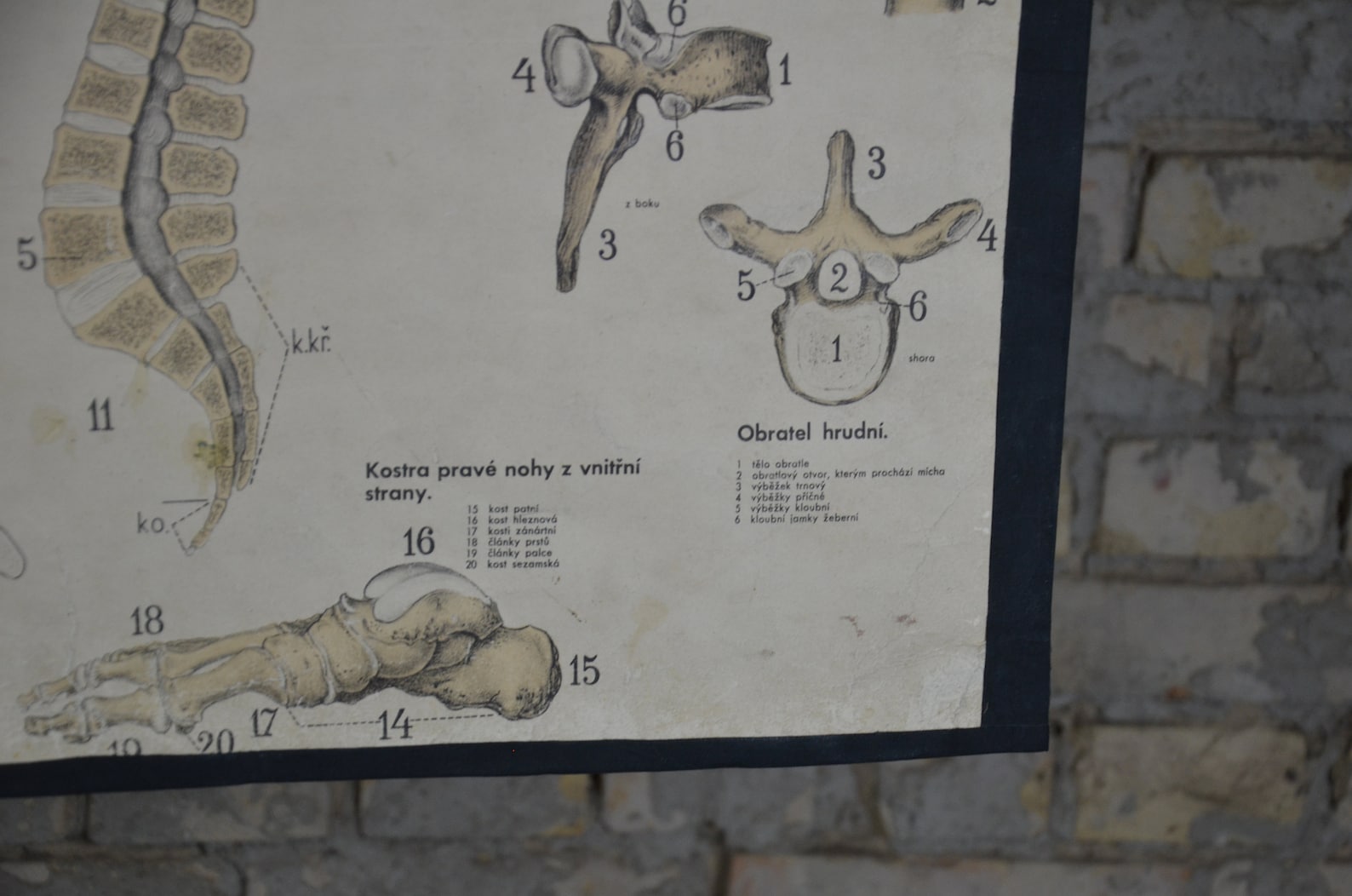 Human Skeleton, Anatomy: Original Vintage Distressed 1950s Educational ...