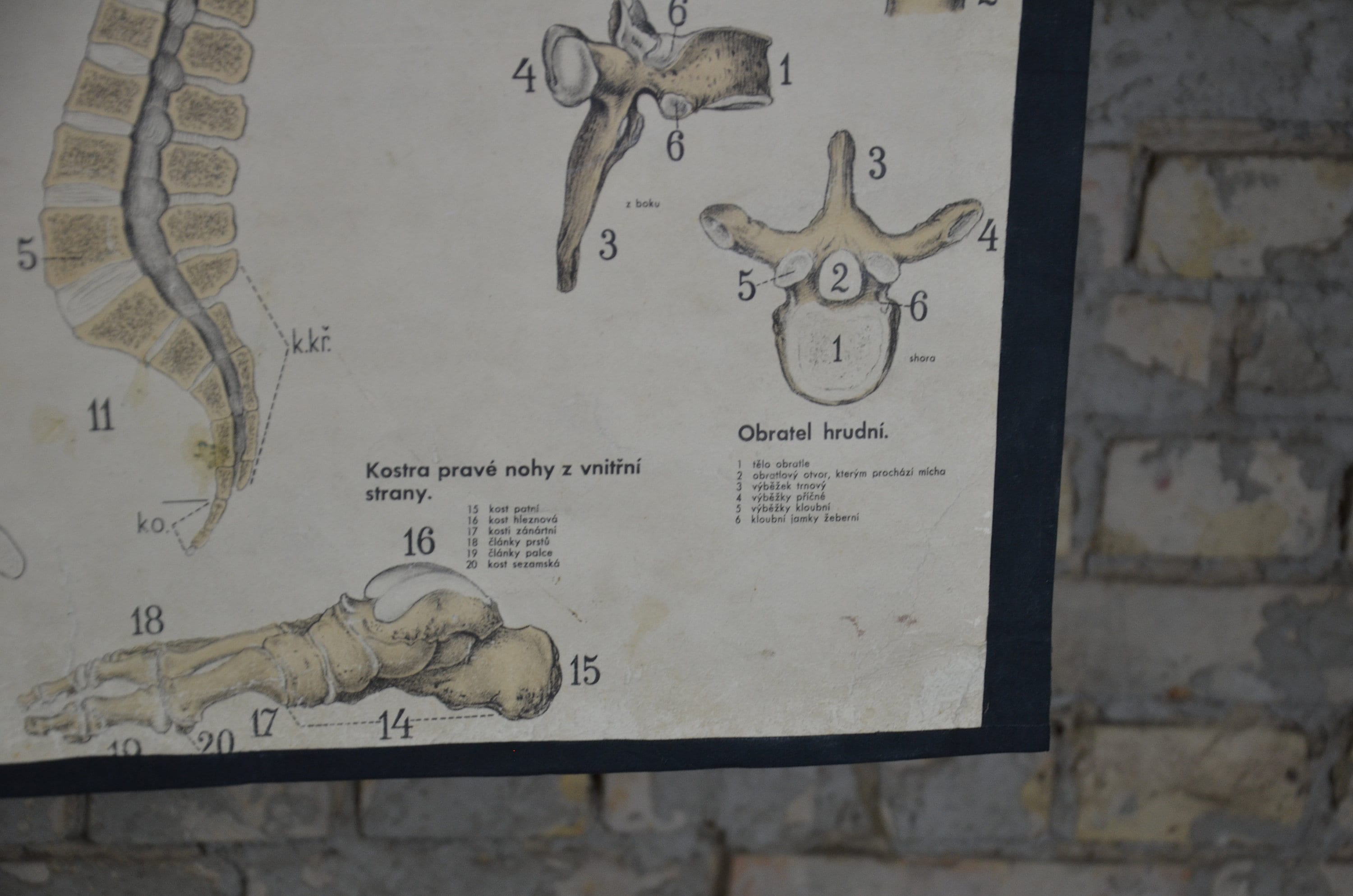 Human Skeleton, Anatomy: Original Vintage Distressed 1950s Educational ...