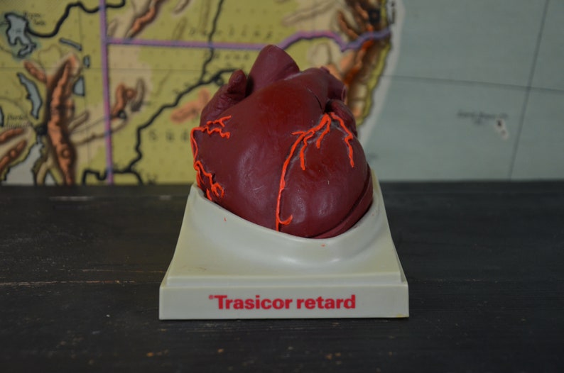 Human Heart Specimen, Original Vintage Anatomical Model: Original 1980s ...