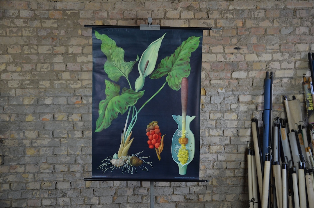 Arum Lily Flower, Aroid: Original Vintage 1960s German Educational ...