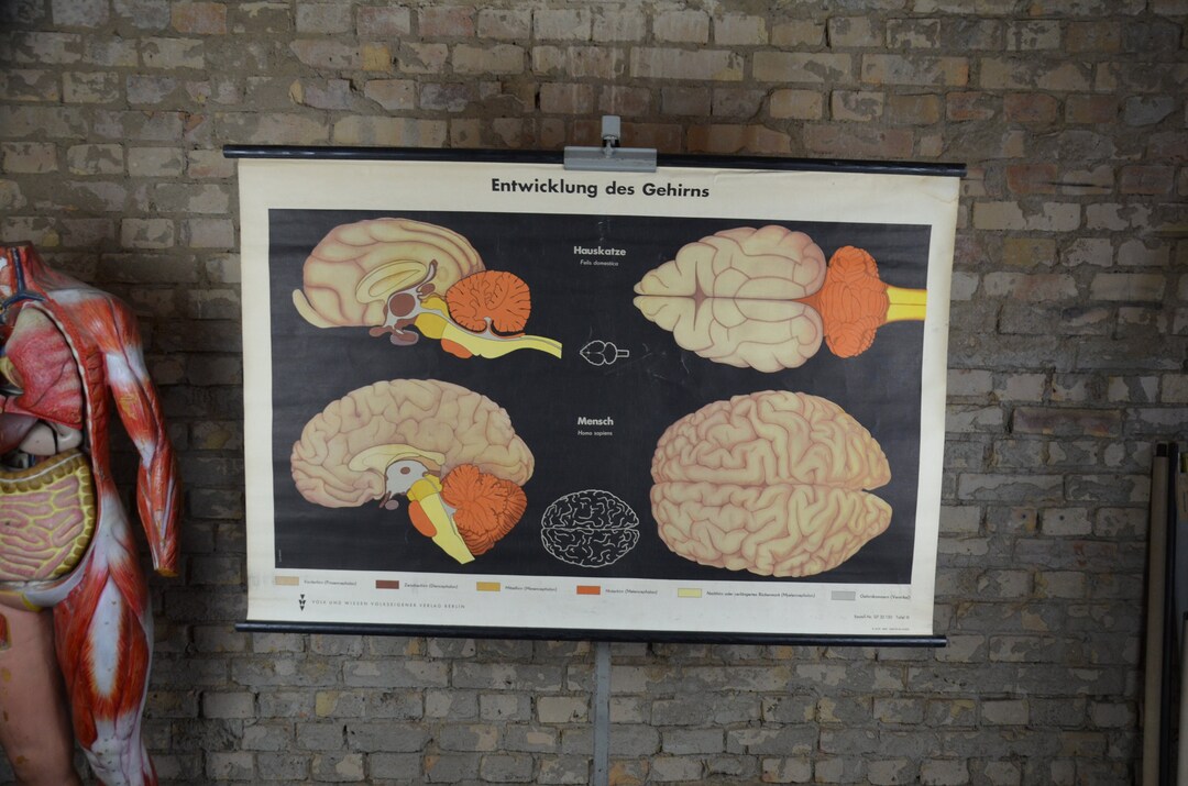 Cat & Human Brain Comparison: Original Vintage 1960s German Educational ...