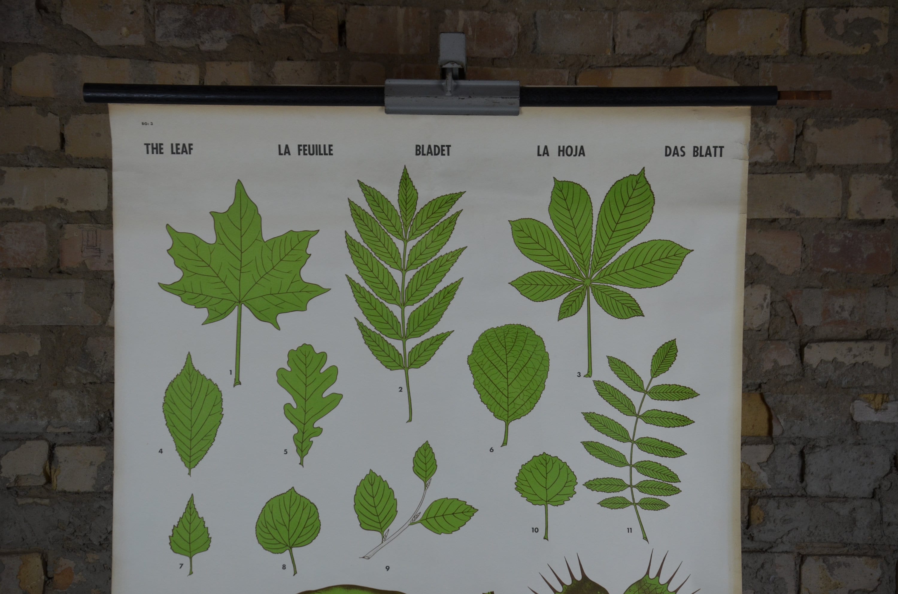 Types of Leaves Trees: Original Vintage 1940s Swedish - Etsy