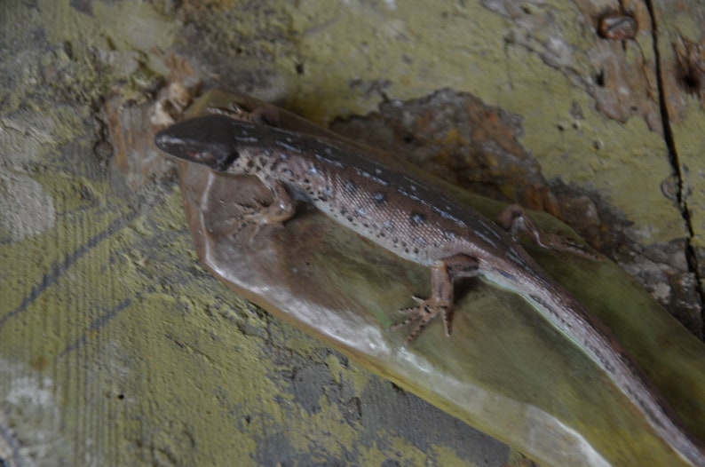 Sand Lizard, Antique Anatomy Model: Original 1950s German Educational ...