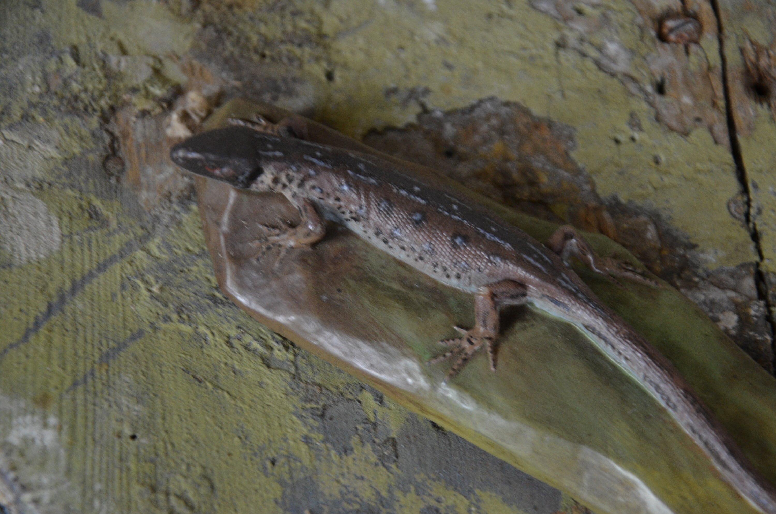 Sand Lizard, Antique Anatomy Model: Original 1950s German Educational ...