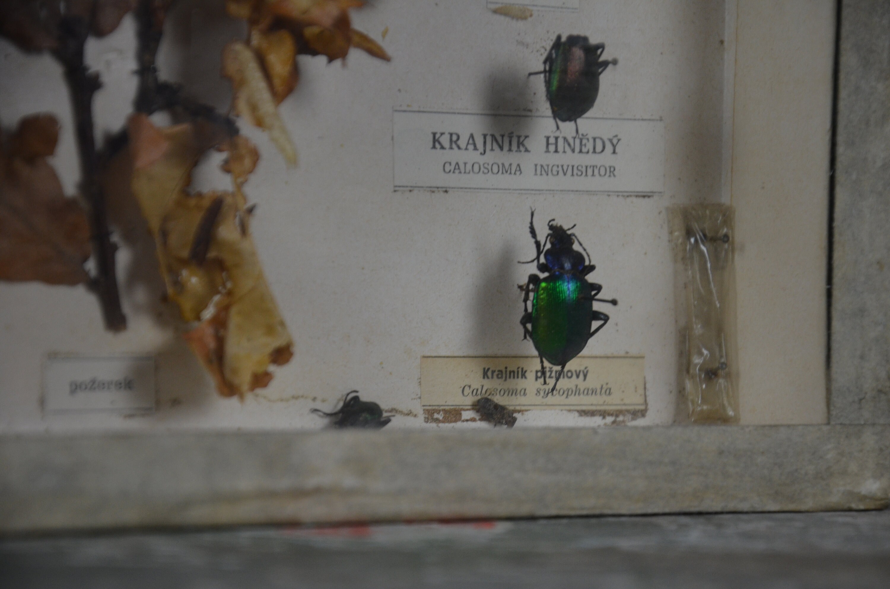 Insects, Beetles: Original Antique 1950s Educational Czech School ...