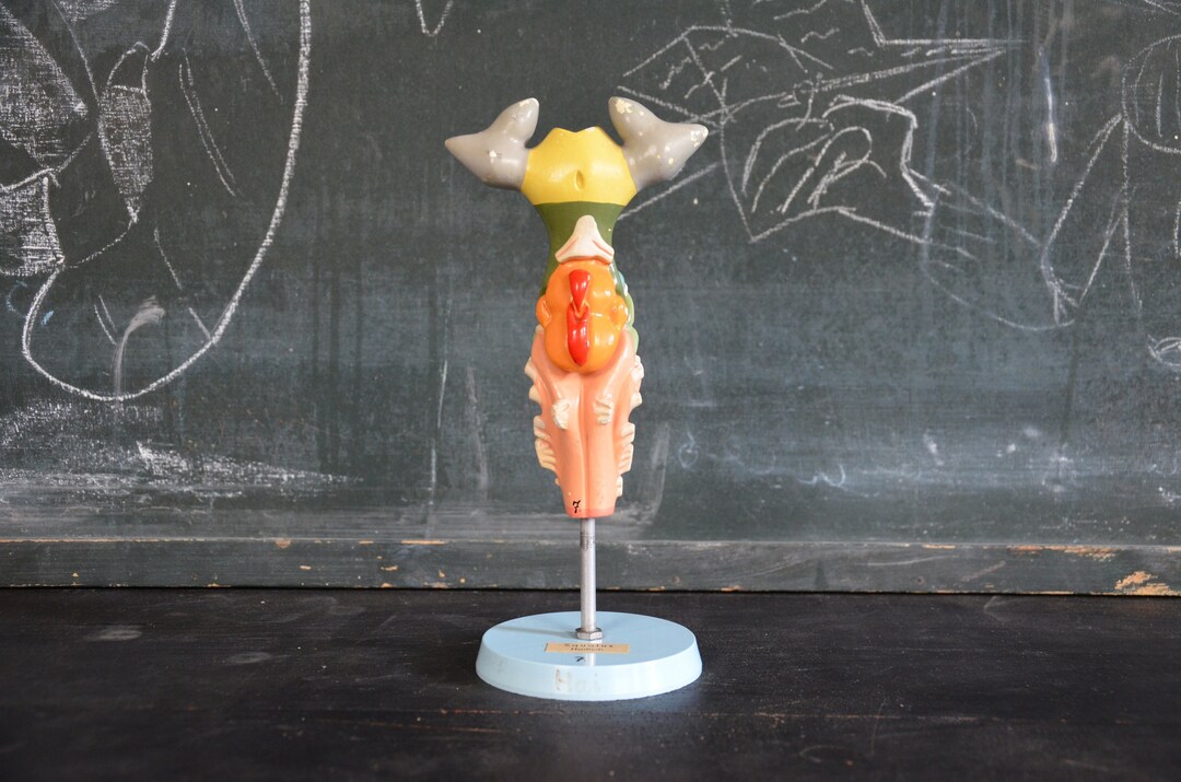 Shark Brain Antique Anatomy Model: Original 1950s German - Etsy
