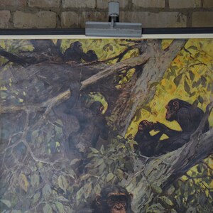 Chimpanzee, Primate: Original Antique 1920s German Educational Poster ...