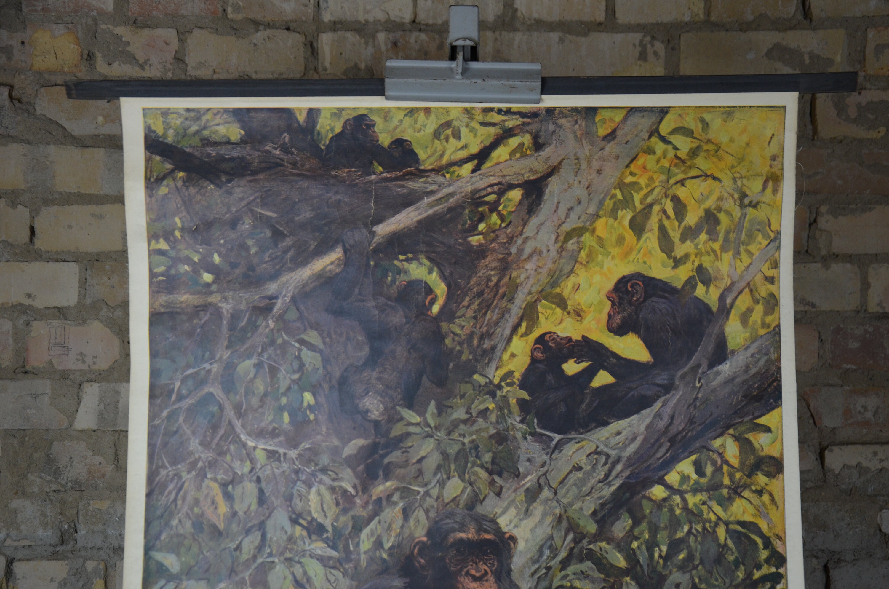 Chimpanzee, Primate: Original Antique 1920s German Educational Poster ...