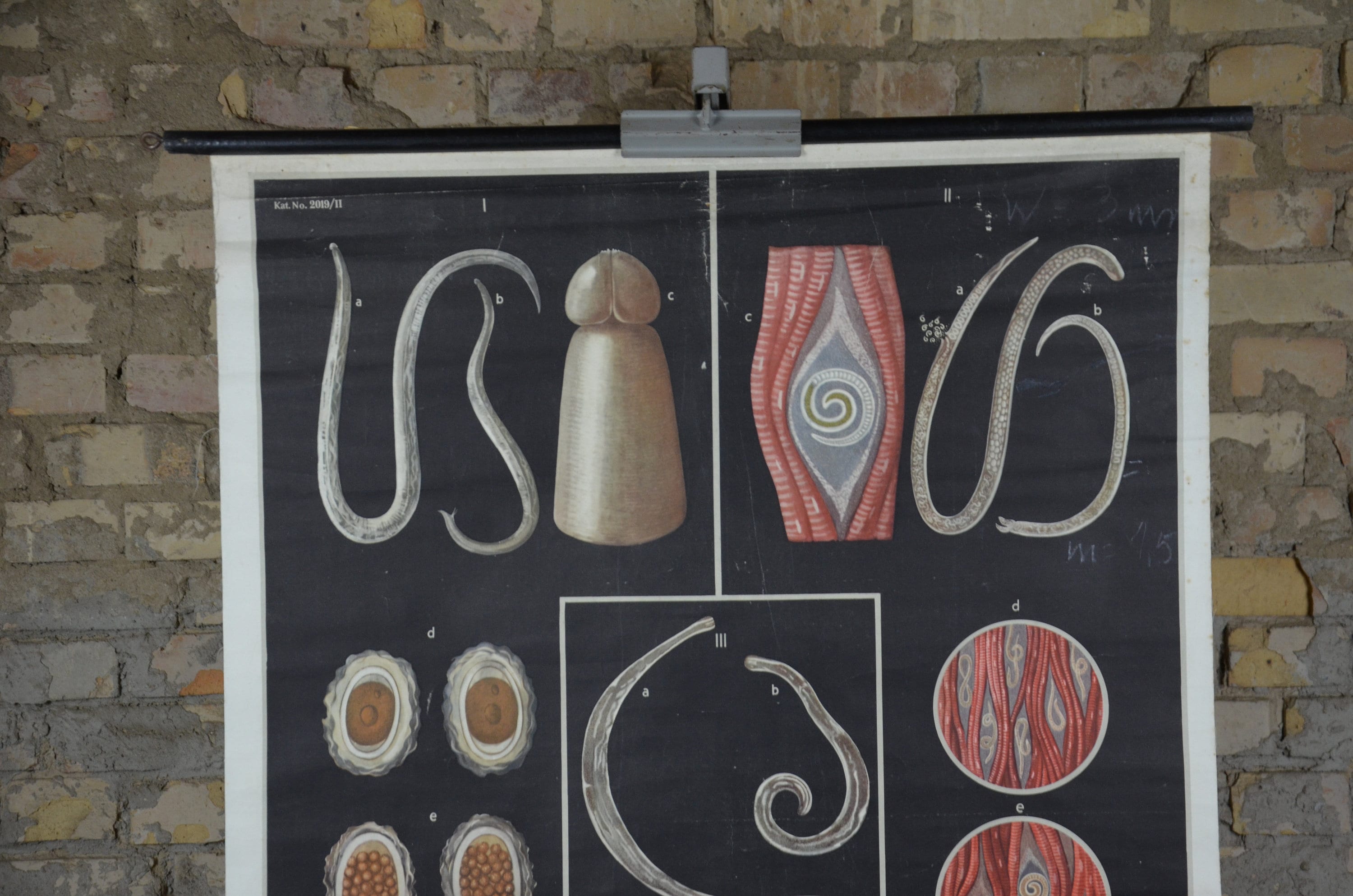 Tapeworm, Intestinal Parasite: Original Vintage 1950s German ...