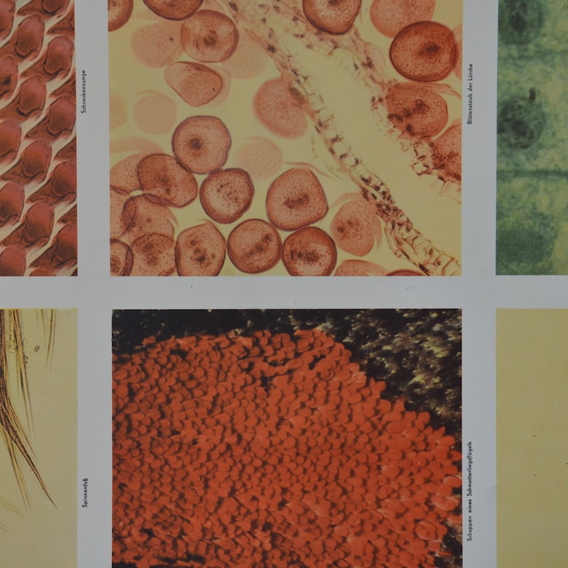 Microscopic - Etsy