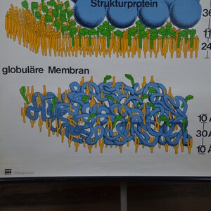 Chloroplast Membrane Morphology, Plant Biology: Original Vintage 1970s ...