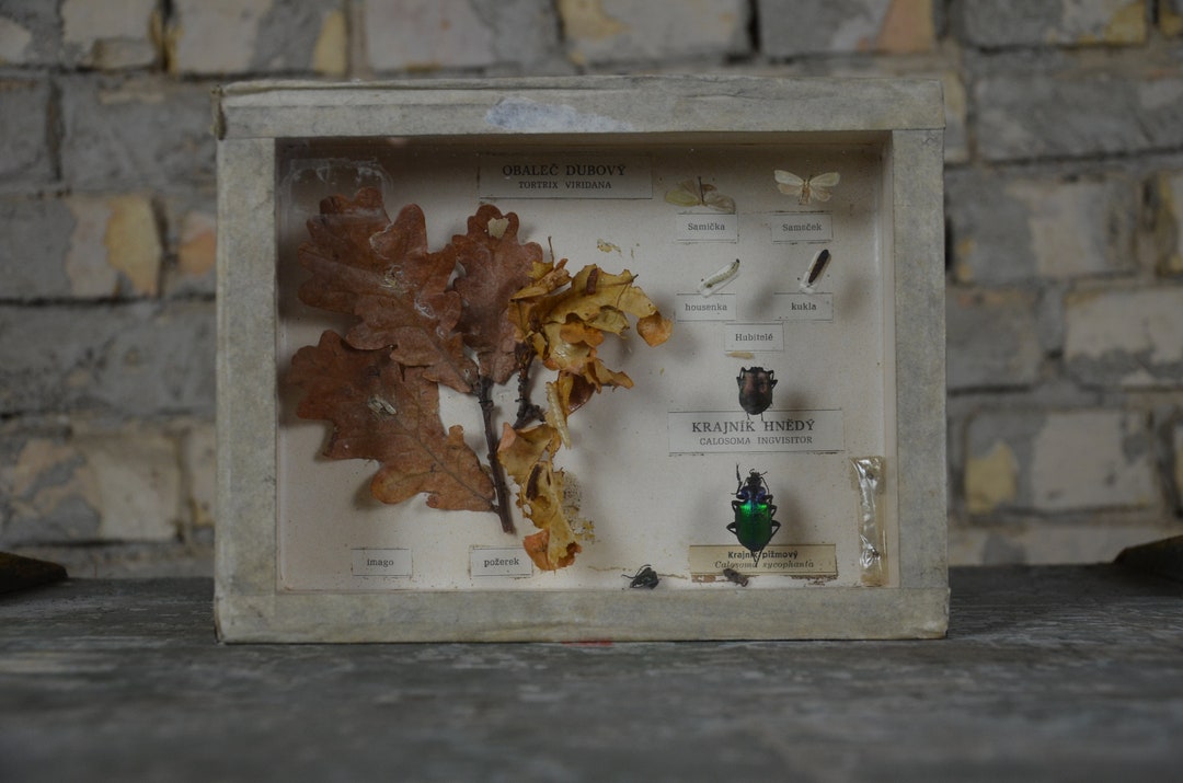 Insects, Beetles: Original Antique 1950s Educational Czech School ...