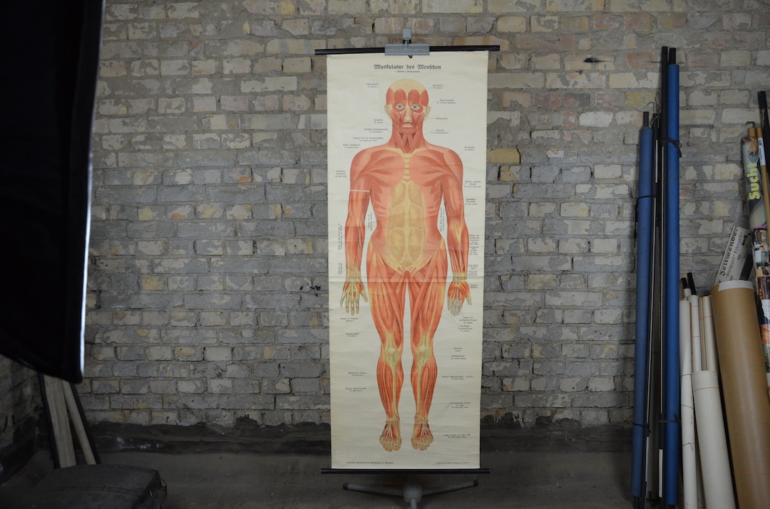 Ecorché Human Anatomy, Male Body: Original Antique 1920s German ...