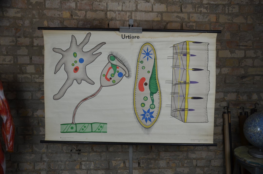 Protozoa, Amoeba: Original Vintage German 1970s Educational Poster ...