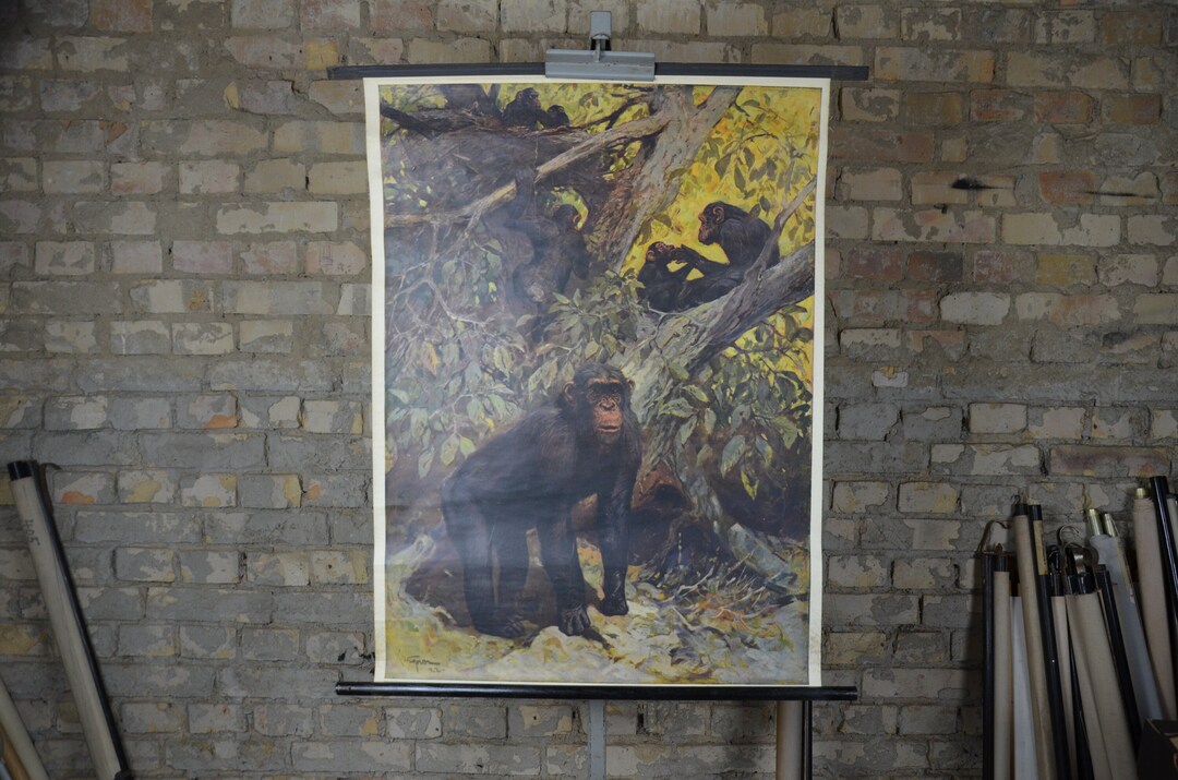 Chimpanzee, Primate: Original Antique 1920s German Educational Poster ...