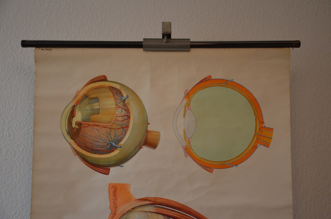 The Human Eye: Original Vintage 1960s German Educational - Etsy Canada