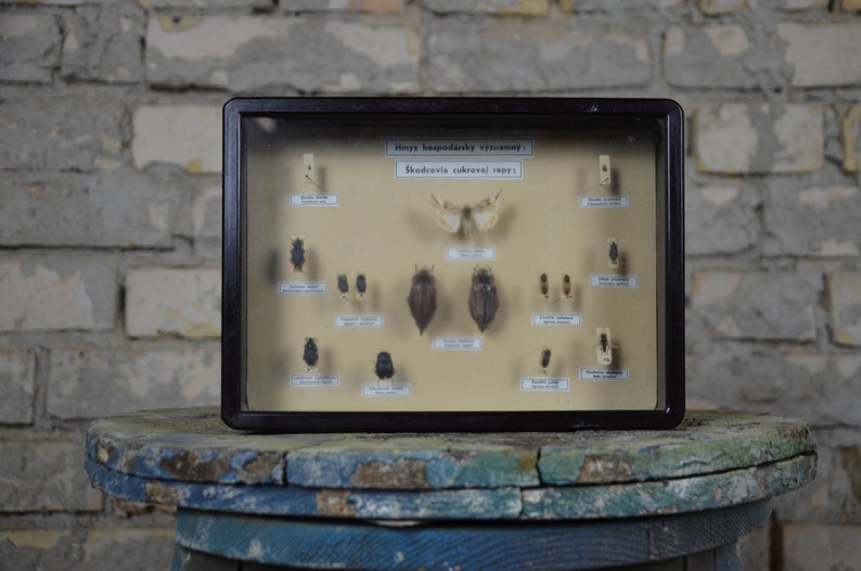 Rare 1930s Entomology Shadowbox: Original Vintage Educational School ...