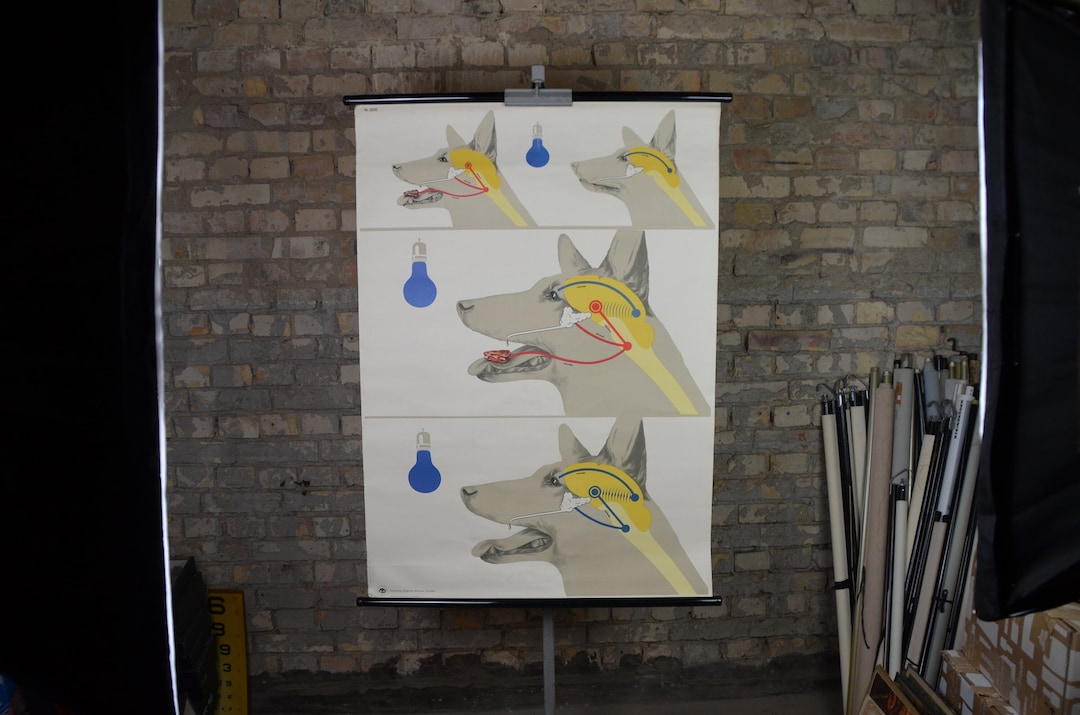 Pavlov's Dog, Reflex: Original Vintage 1970s German Educational Poster ...