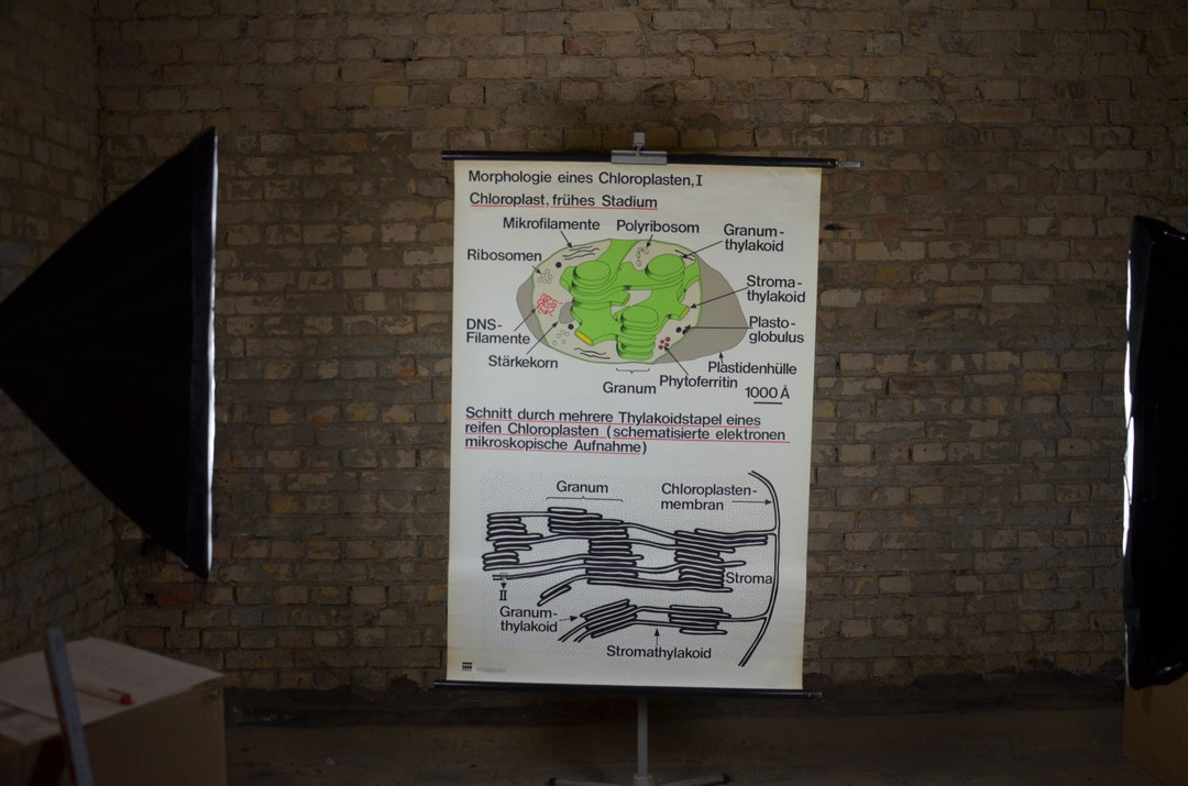 Morphology of the Chloroplast, Cell Biology: Original Vintage 1970s ...