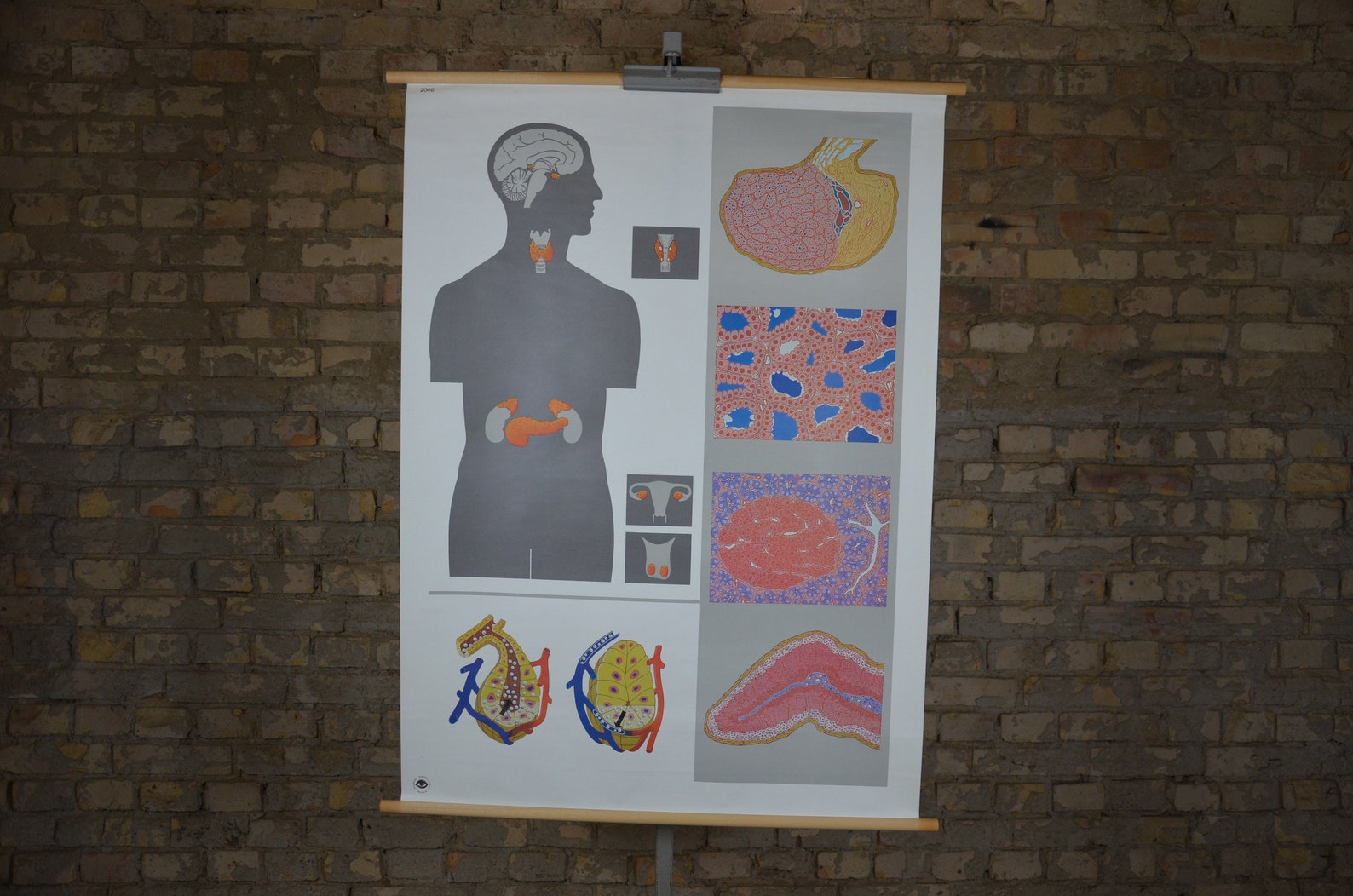 Endocrine Glands, Hormones, Human Anatomy: Original Vintage 1990s ...