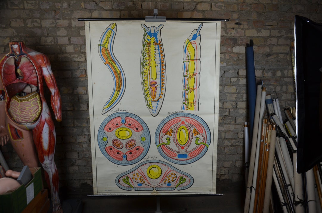 Anatomy of Worms: Original Vintage 1950s German Educational Poster ...