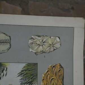 Carboniferous Forest, Paleozoic Plants, Fossils: Original Antique 1940s ...