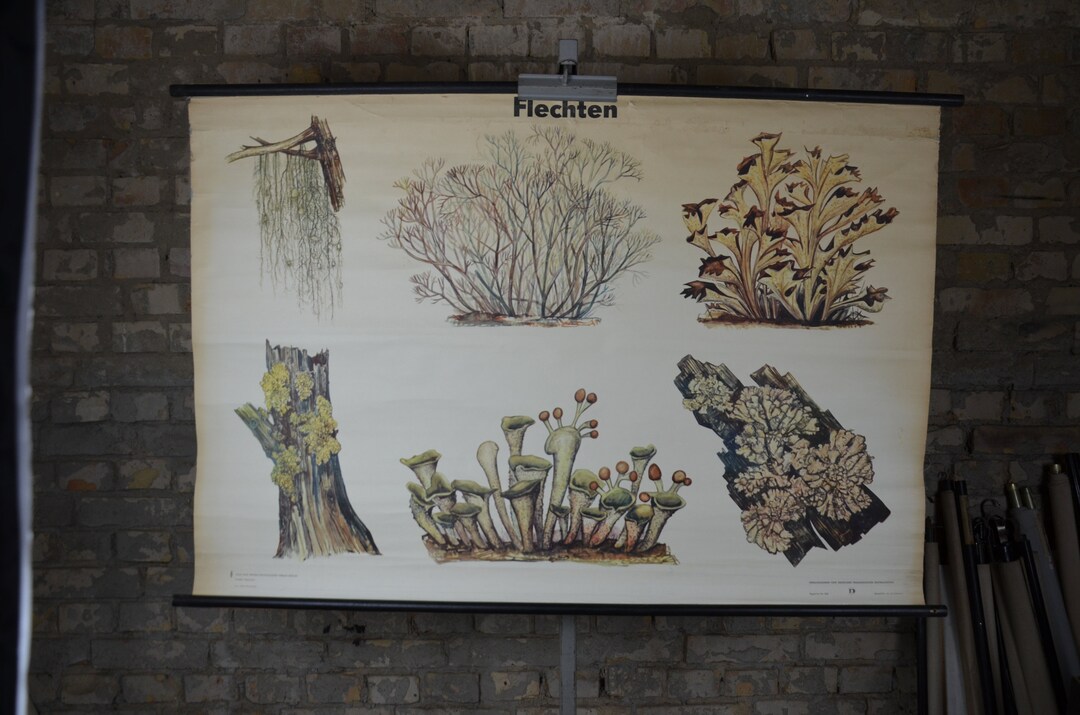 Types of Lichen: Large Original Vintage 1960s German Educational Poster ...