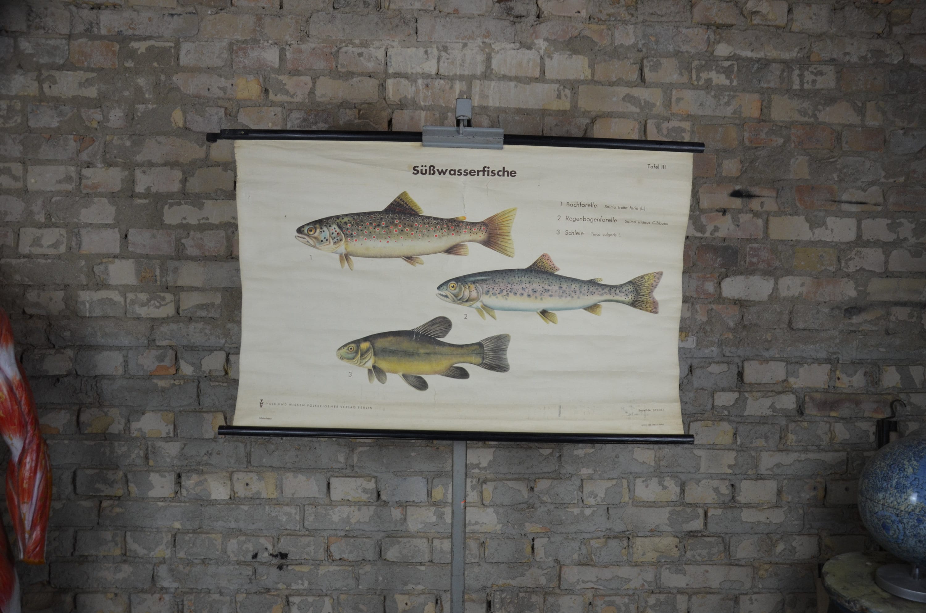 Freshwater Fish: Original Vintage German 1960s Educational - Etsy
