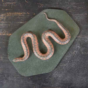 Crossed Viper, Adder, Antique Anatomy Model: Original 1950s German ...
