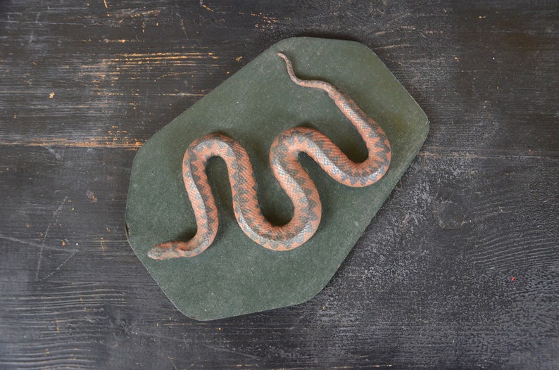 Crossed Viper, Adder, Antique Anatomy Model: Original 1950s German ...