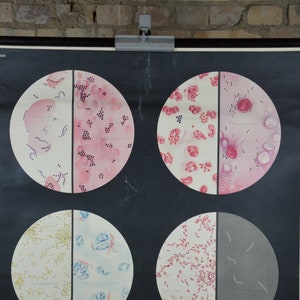 Bacteria, Pathogens: Original Vintage 1950s German Educational Poster ...