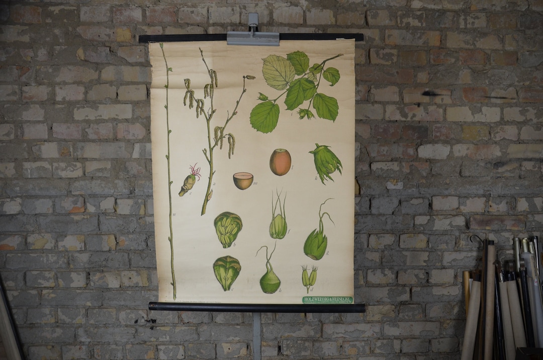 Hazelnut, Hazel Tree: Original Engleder Antique 1920s German ...
