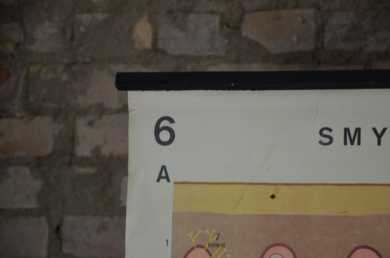 Sense of Touch Human Skin Anatomy: Original Vintage 1960s - Etsy