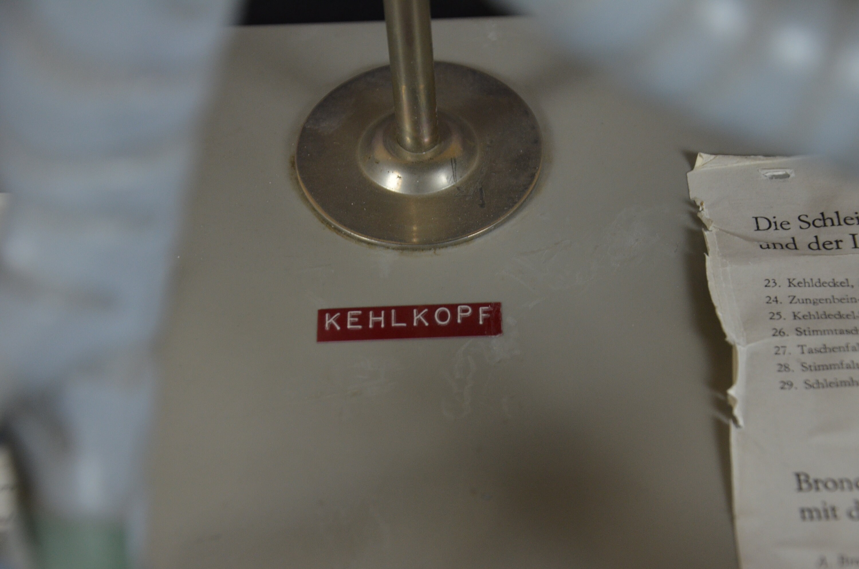 Larynx & Trachea Bronchail Tree: Large Vintage 1970s - Etsy