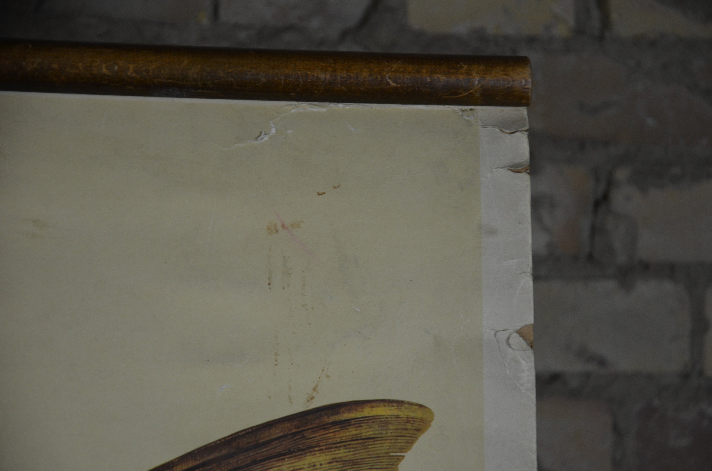 Carp Anatomy: Original Vintage 1960s Czech Mid Century Educational ...