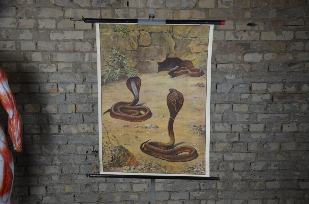 Indian Cobra, Venomous Snake: Original Vintage 1920s German Educational ...