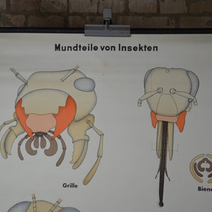 Insect Mouthparts, Anatomy: Original Vintage German 1960s Educational ...