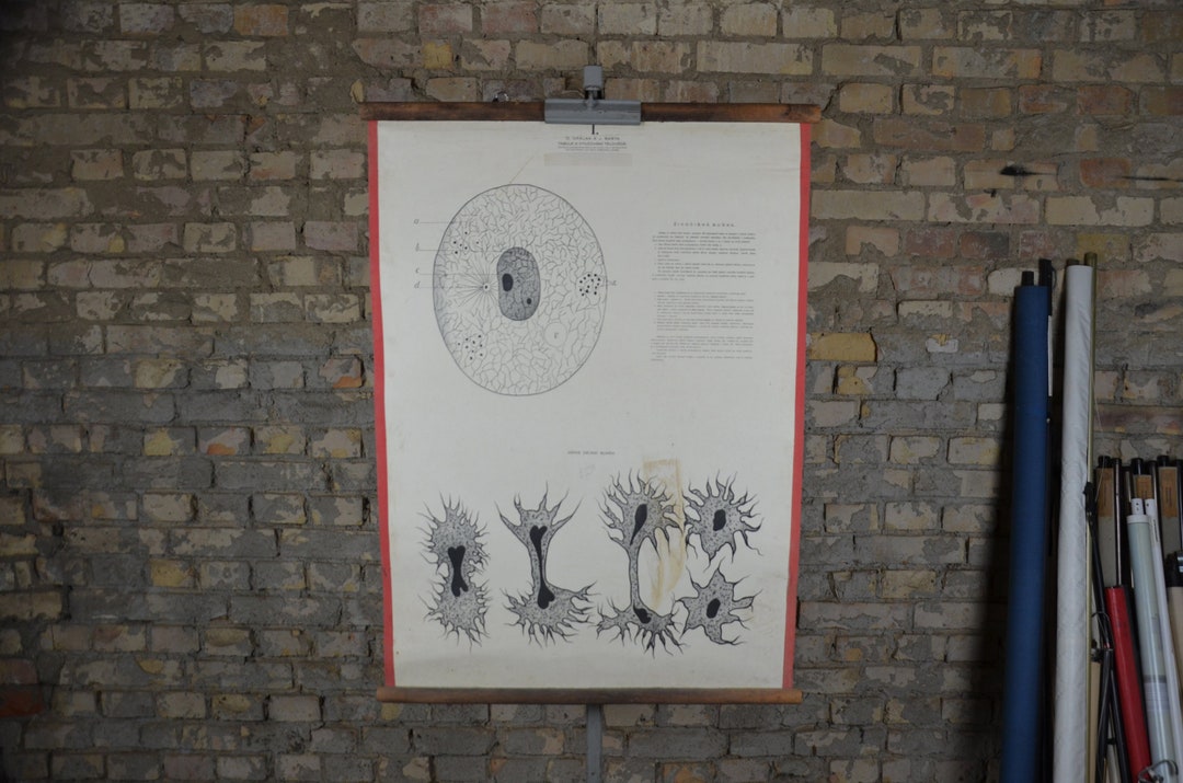 Animal Cell Mitosis: Original Vintage 1960s Czech Educational Poster ...