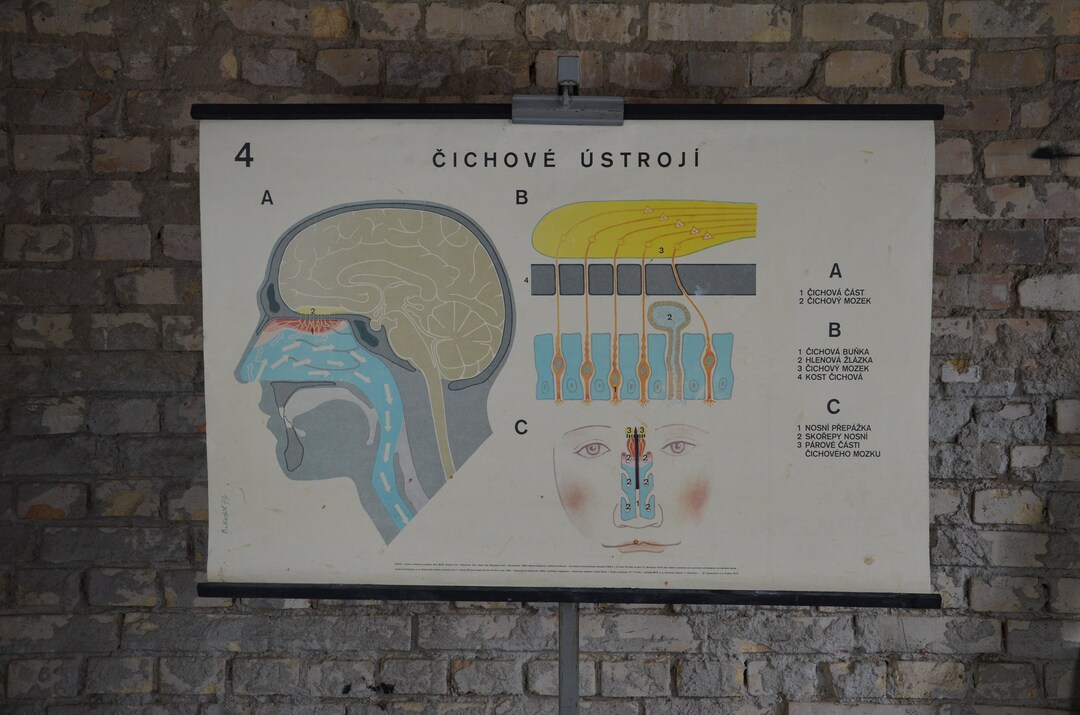 Sense of Smell, Olfactory Organs: Original Vintage 1960s Czech ...