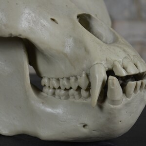 SOMSO Adult Gorilla Skull: Impressive Anatomical Model Original Vintage ...