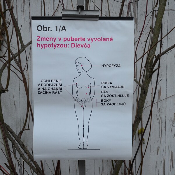Sex Chart Print Etsy