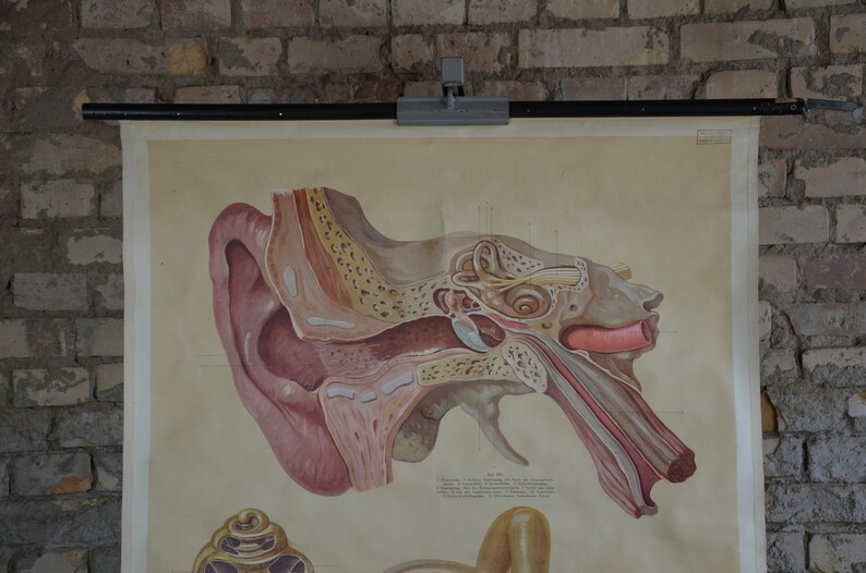 Human Ear Anatomy: Original Vintage German 1960s Educational - Etsy