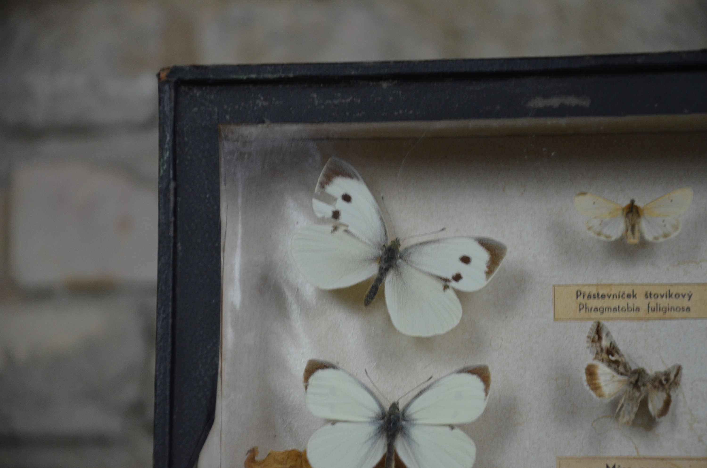 Butterflies Moths & Beetles: Original Vintage 1950s - Etsy