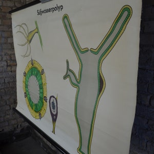 Freshwater Hydra Anatomy: Original Vintage East German 1960s ...