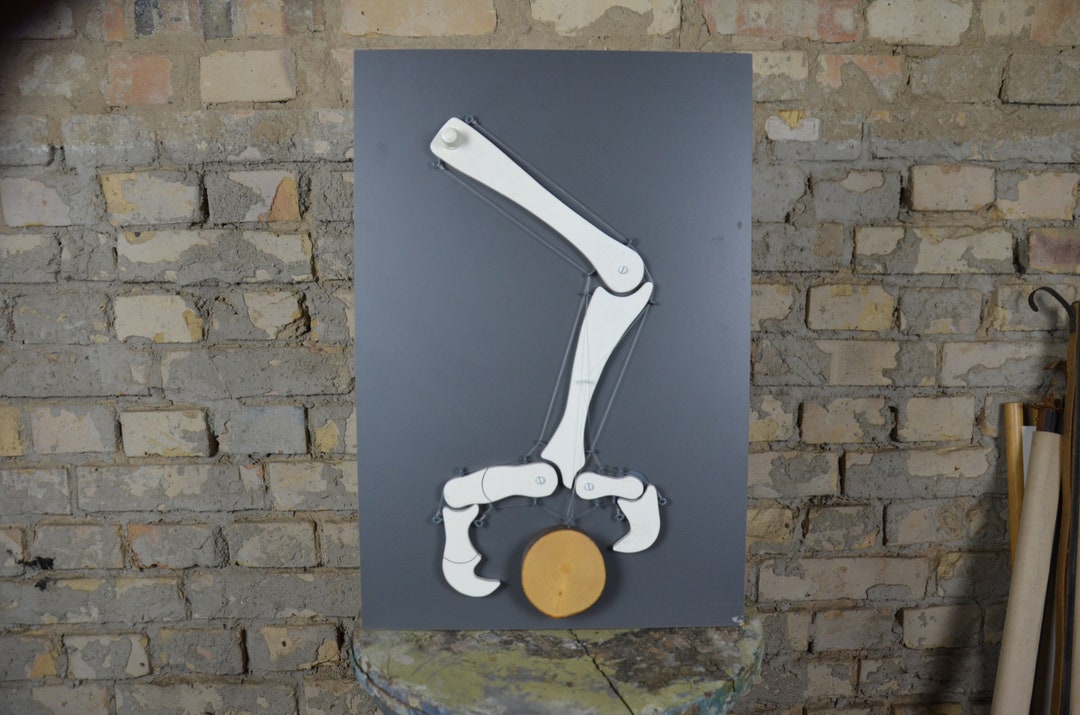 Large Talon, Bird Claw, Skeleton: Original Vintage Anatomical Movable ...