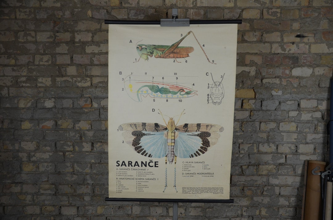 Grasshopper, Locust Anatomy: Original Vintage Czech 1980s Educational ...