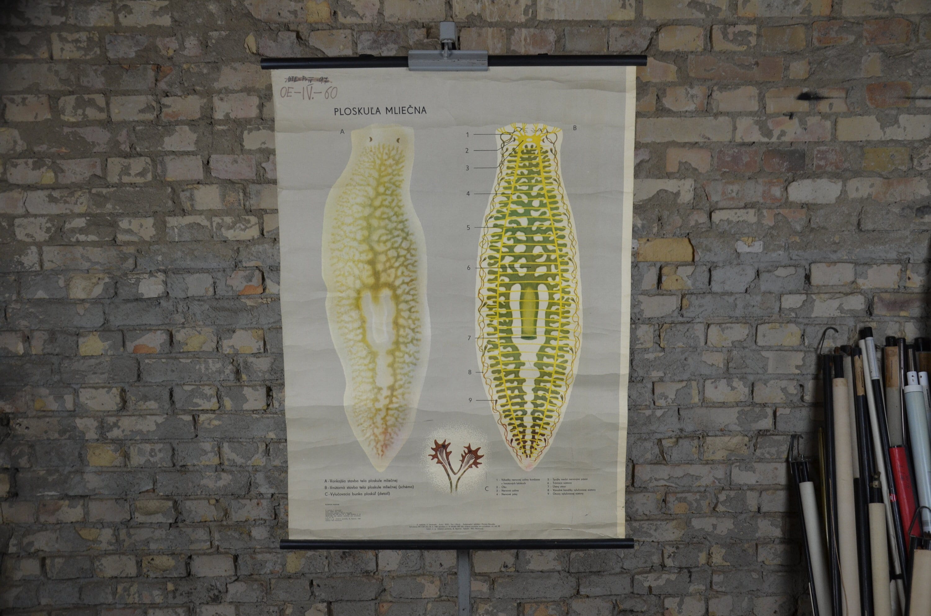 Planarian Worm dendrocoelum Lacteum: Original Vintage 1960s Czech ...