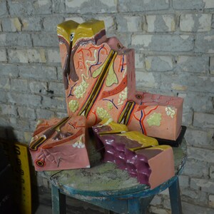 Human Skin, Antique Anatomy Model: Original Vintage 1920s German ...